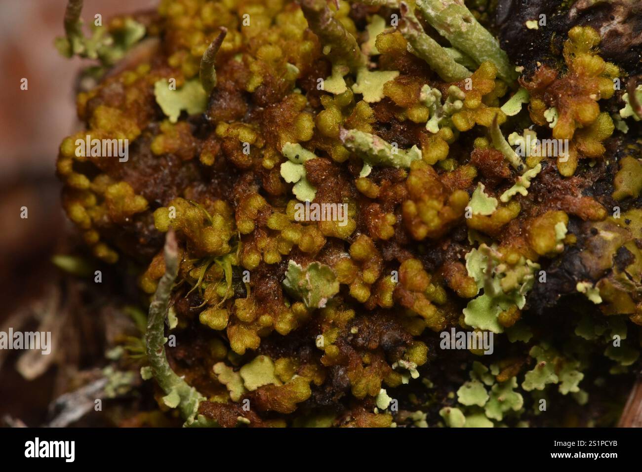 Tree Fringewort (Ptilidium pulcherrimum Stock Photo - Alamy