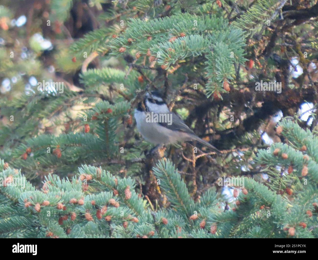 Mountain Chickadee (Poecile gambeli Stock Photo - Alamy