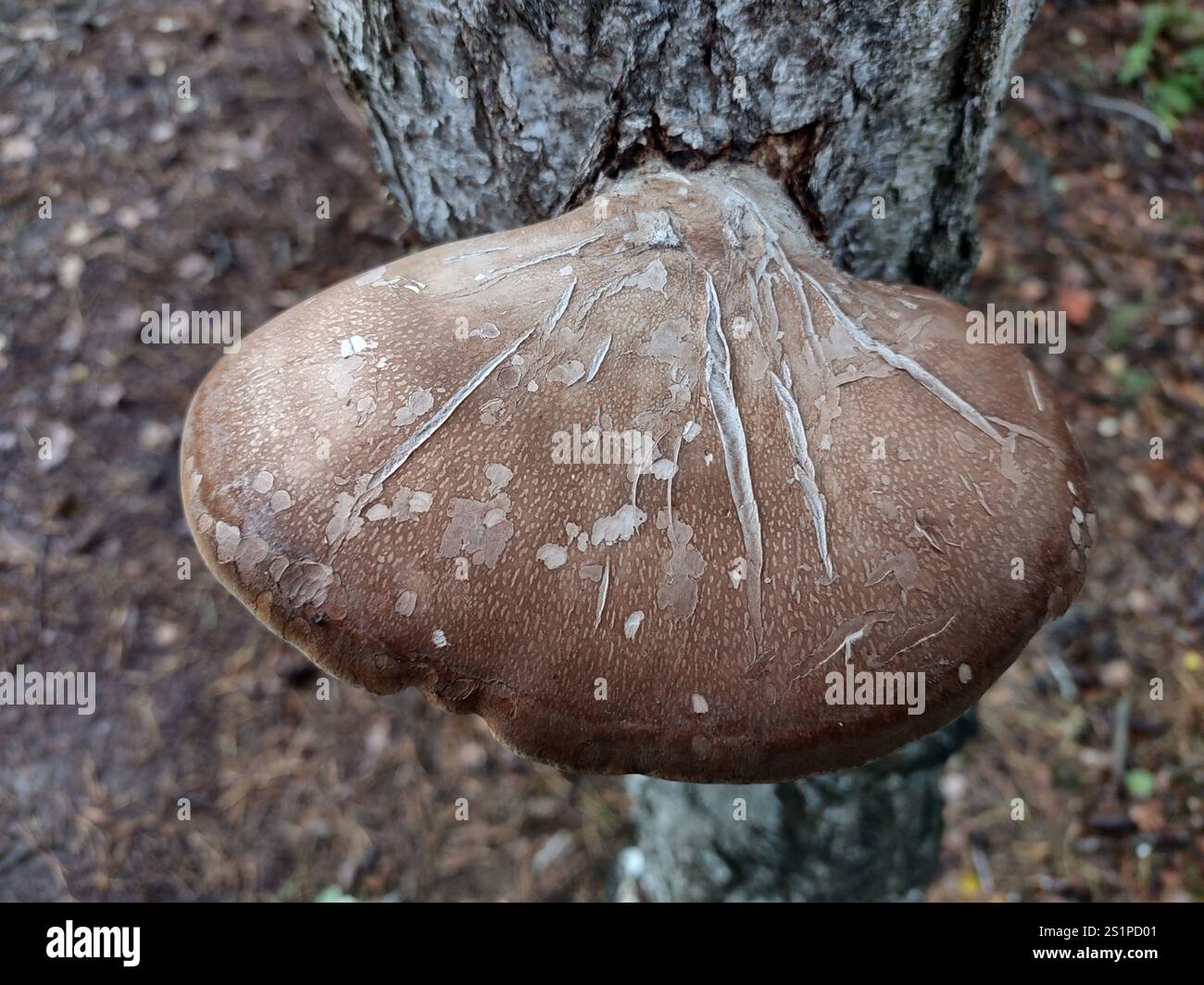birch polypore (Fomitopsis betulina Stock Photo - Alamy