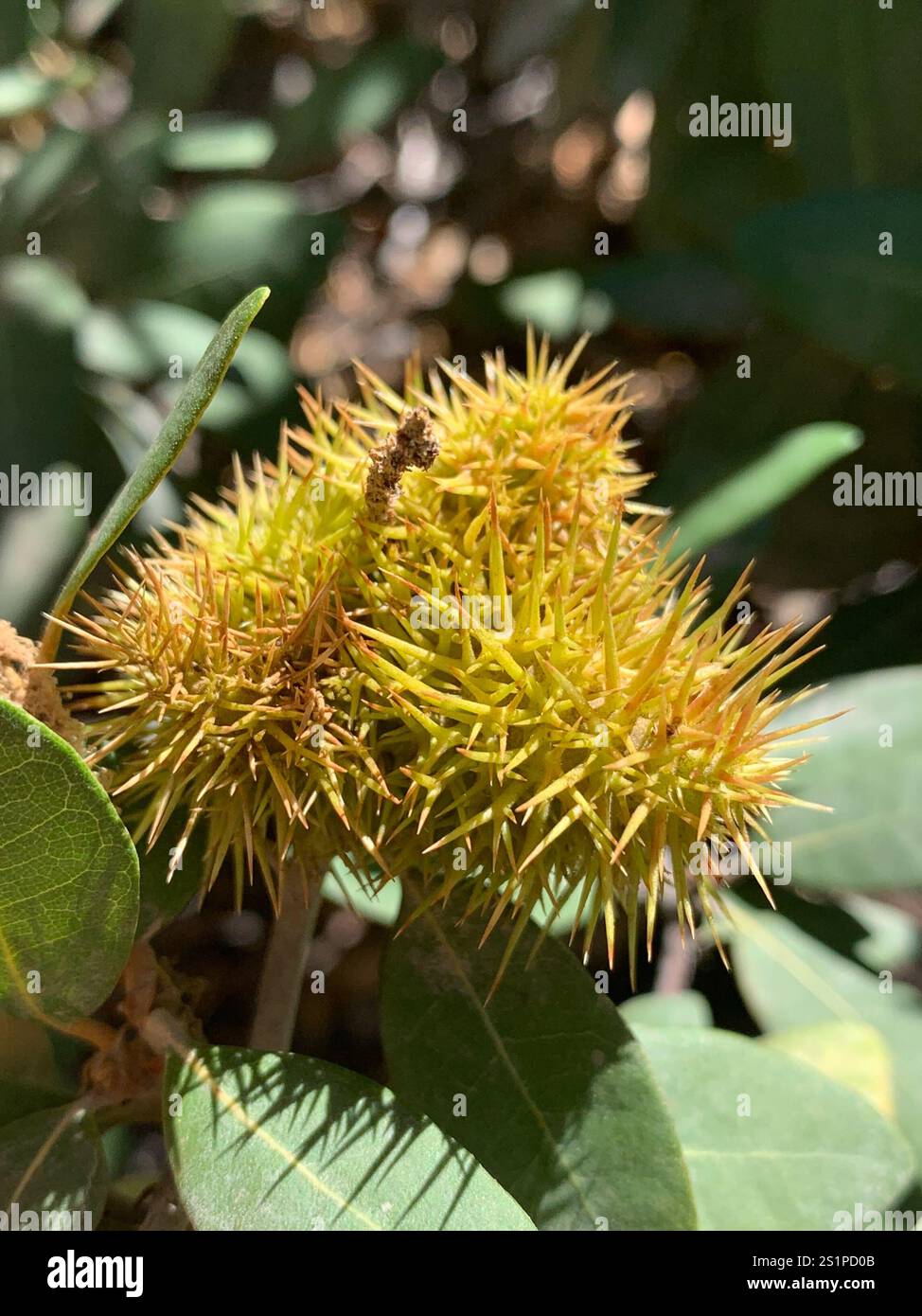 bush chinquapin (Chrysolepis sempervirens Stock Photo - Alamy
