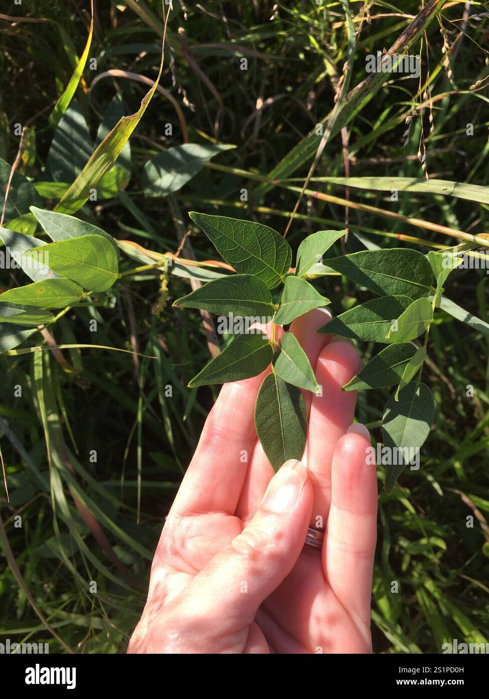 American groundnut (Apios americana Stock Photo - Alamy