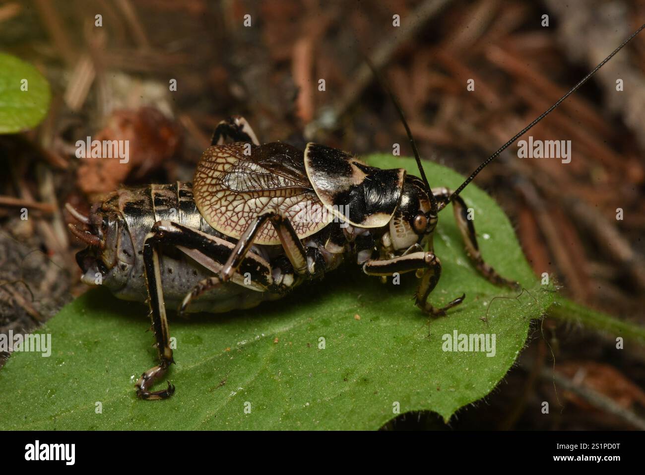 Great Grig (Cyphoderris monstrosa Stock Photo - Alamy