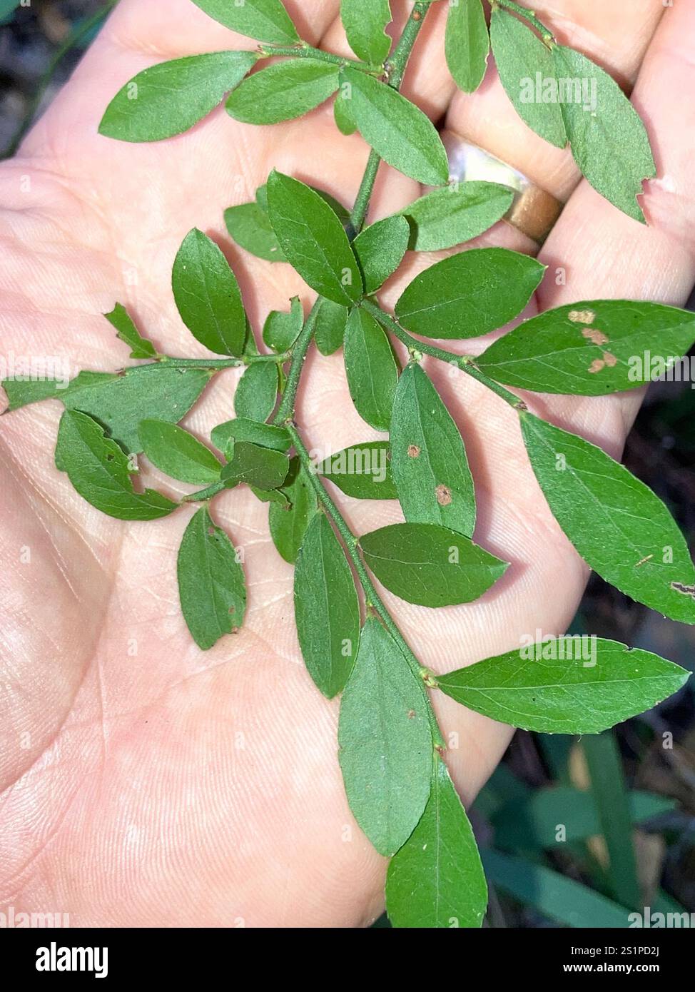 mayberry (Vaccinium elliottii Stock Photo - Alamy