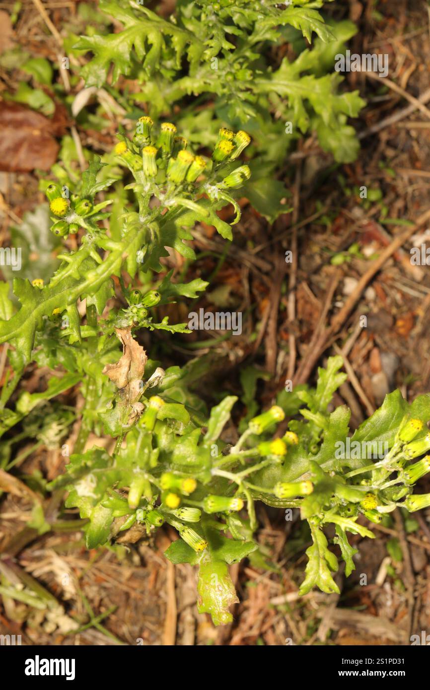 common groundsel (Senecio vulgaris Stock Photo - Alamy