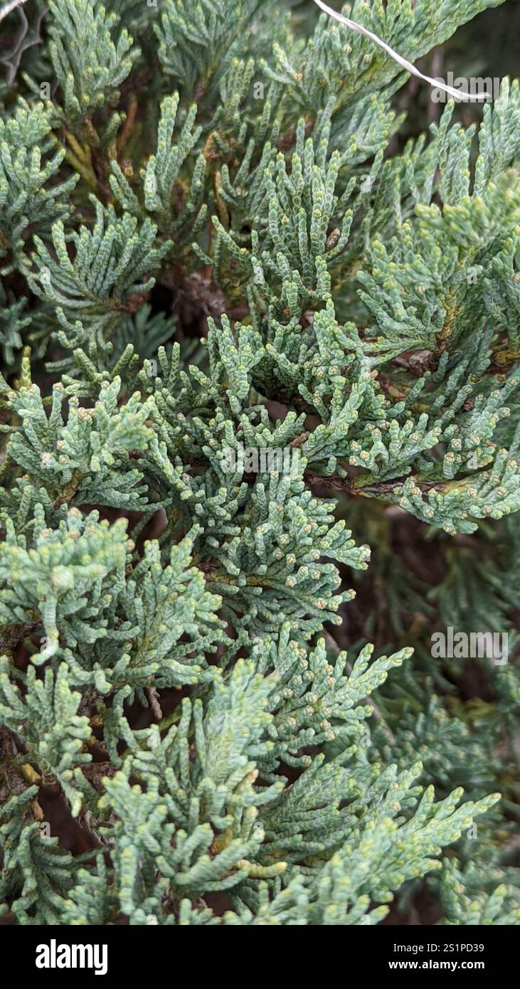 creeping juniper (Juniperus horizontalis Stock Photo - Alamy