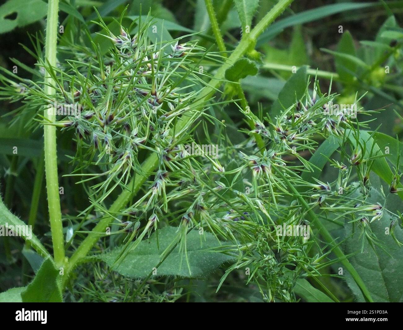 Bulbous Bluegrass (Poa bulbosa Stock Photo - Alamy
