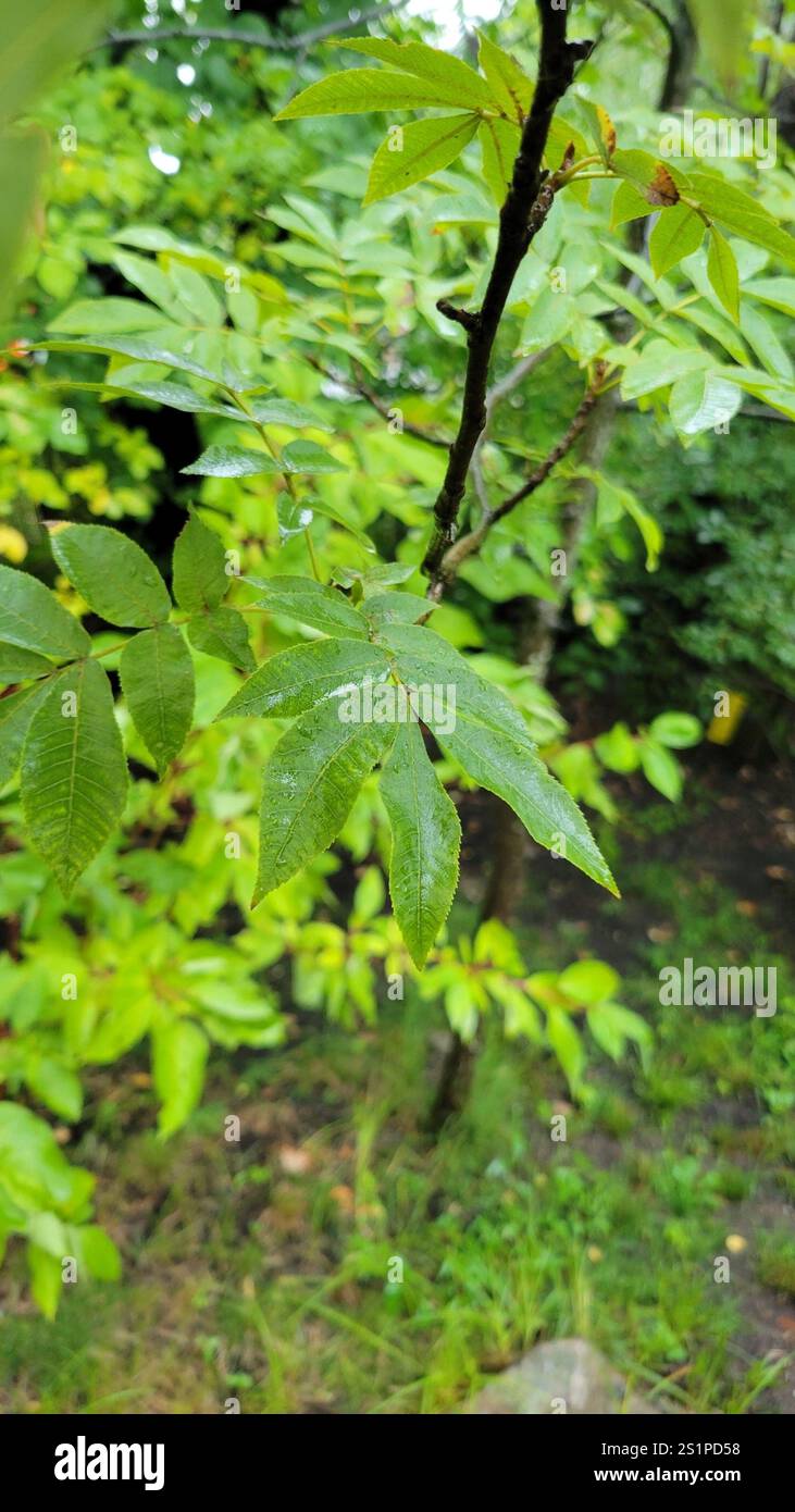 bitternut hickory (Carya cordiformis Stock Photo - Alamy