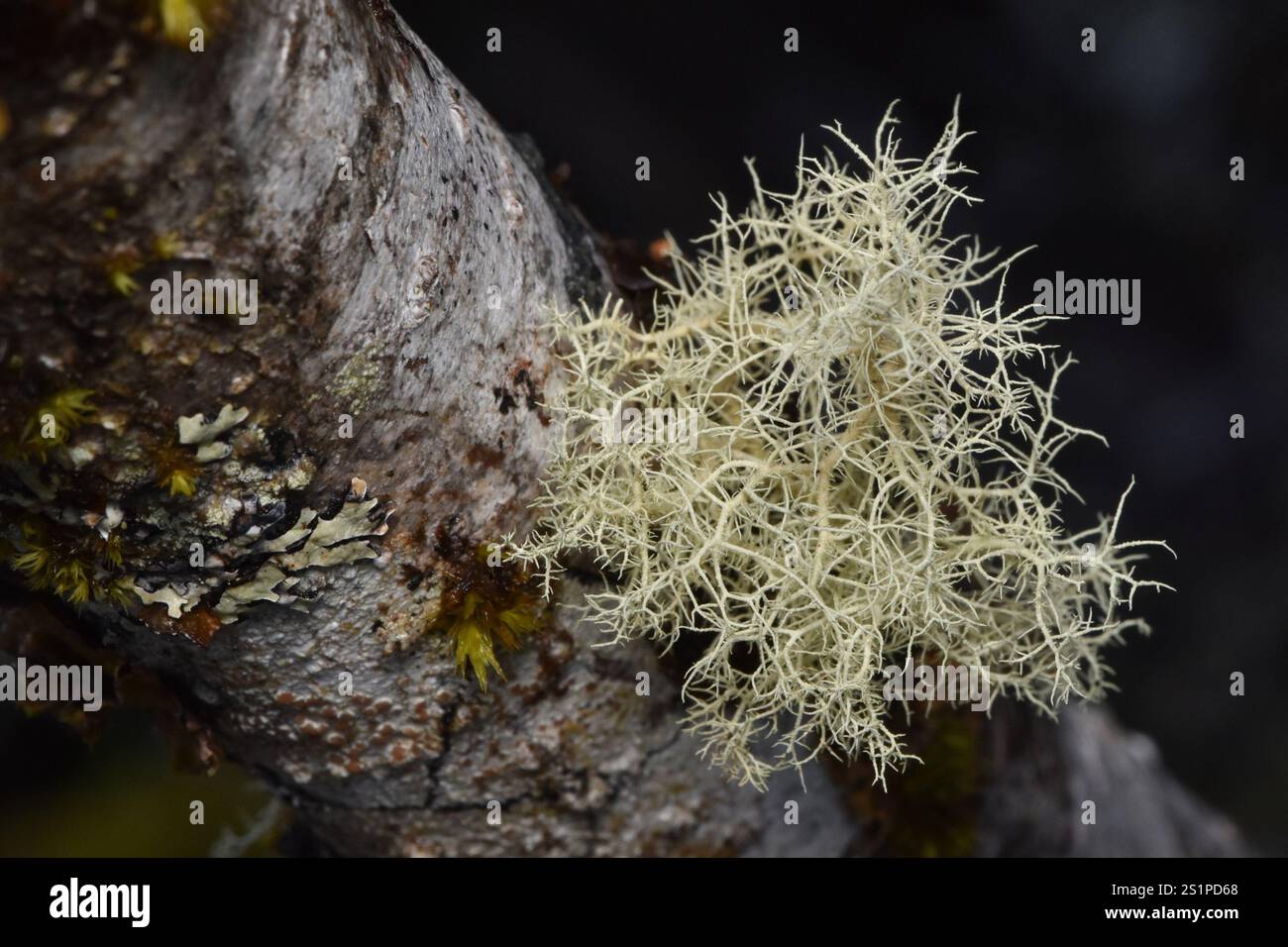 beard lichens (Usnea Stock Photo - Alamy