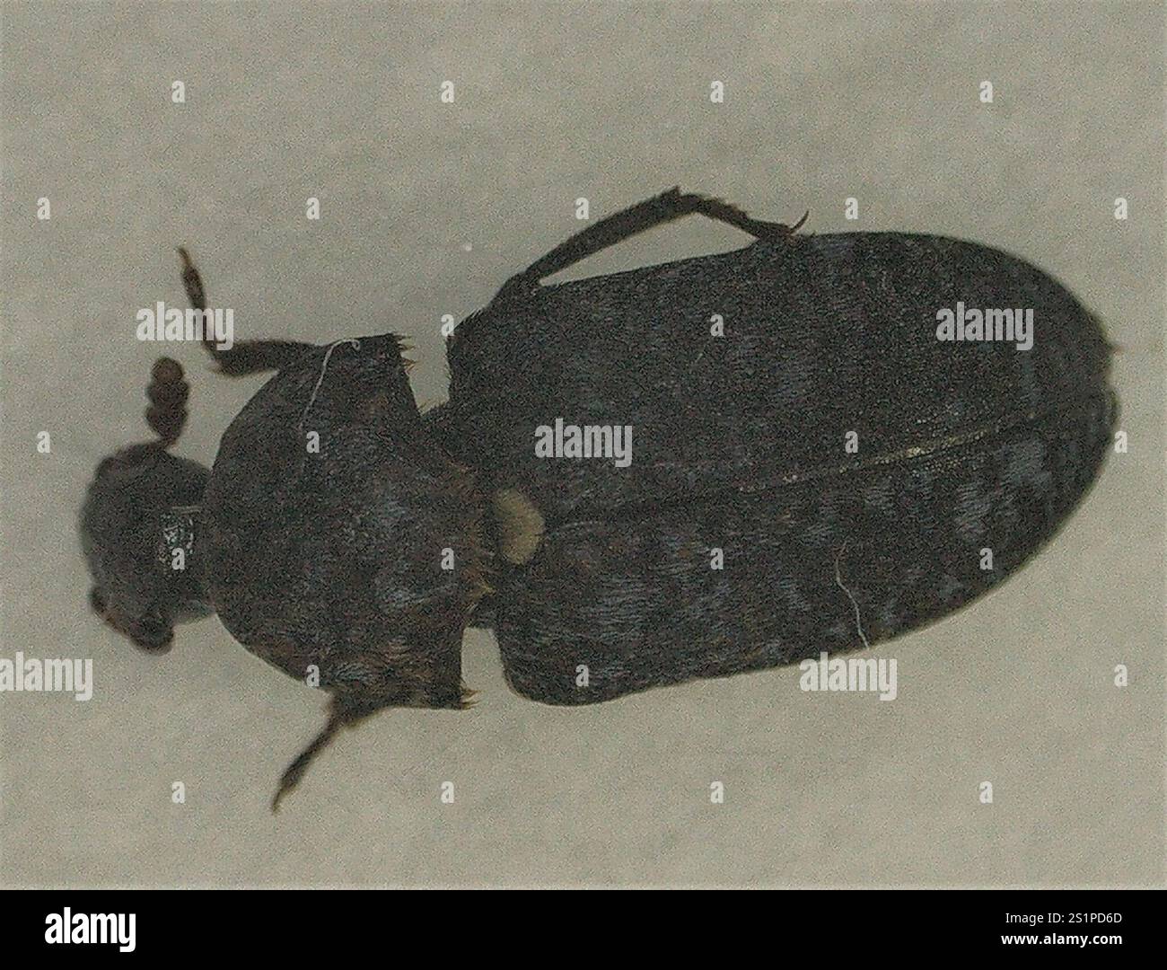 Hide and Tallow Dermestid (Dermestes talpinus Stock Photo - Alamy
