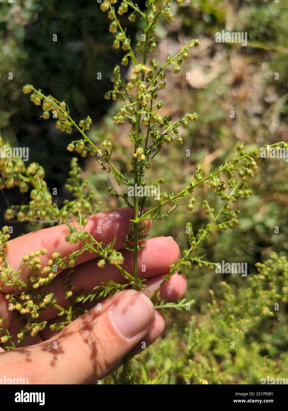 sweet annie (Artemisia annua Stock Photo - Alamy