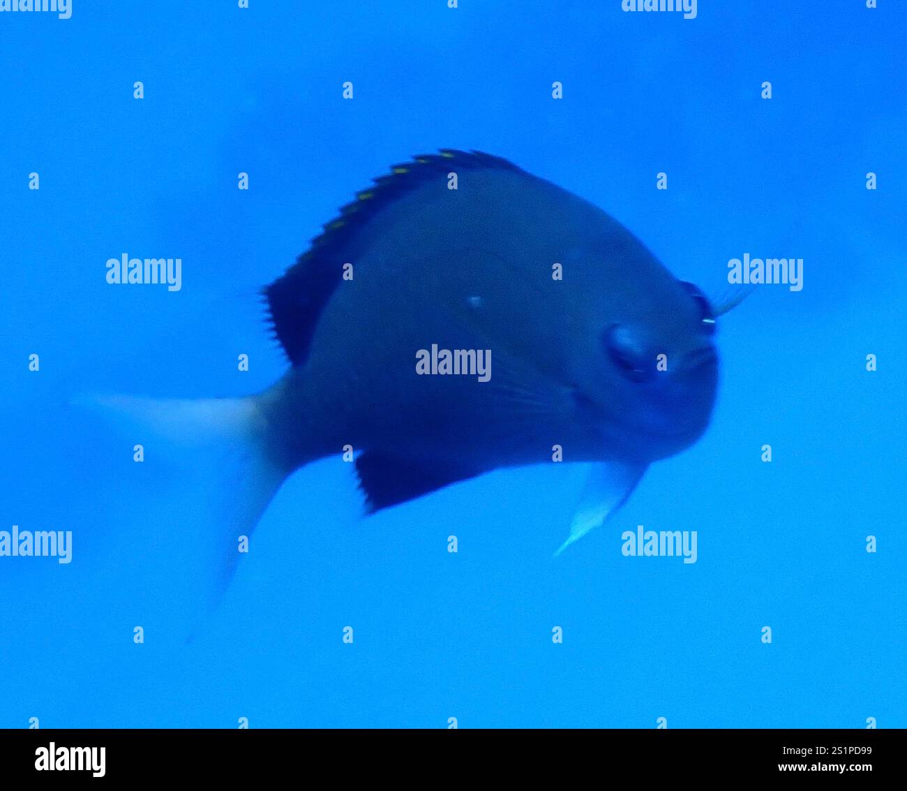 Yellow-edge Chromis (Chromis pembae Stock Photo - Alamy