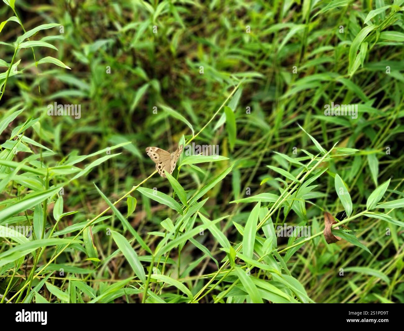 Northern Pearly-eye (Lethe anthedon Stock Photo - Alamy