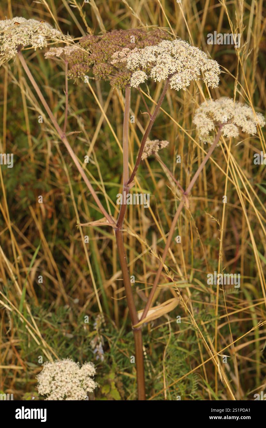 Wild Angelica (Angelica sylvestris Stock Photo - Alamy