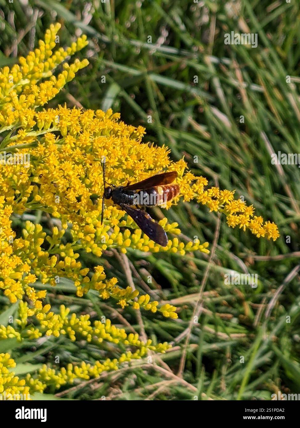 Blue-winged Scoliid Wasp (Scolia dubia Stock Photo - Alamy