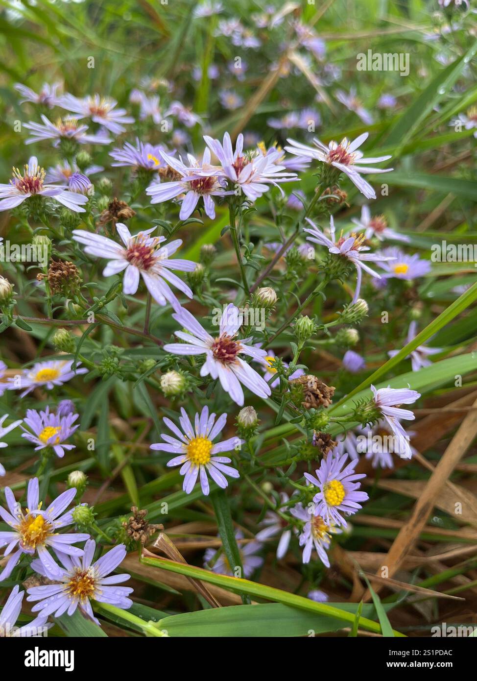 New York aster (Symphyotrichum novi-belgii Stock Photo - Alamy