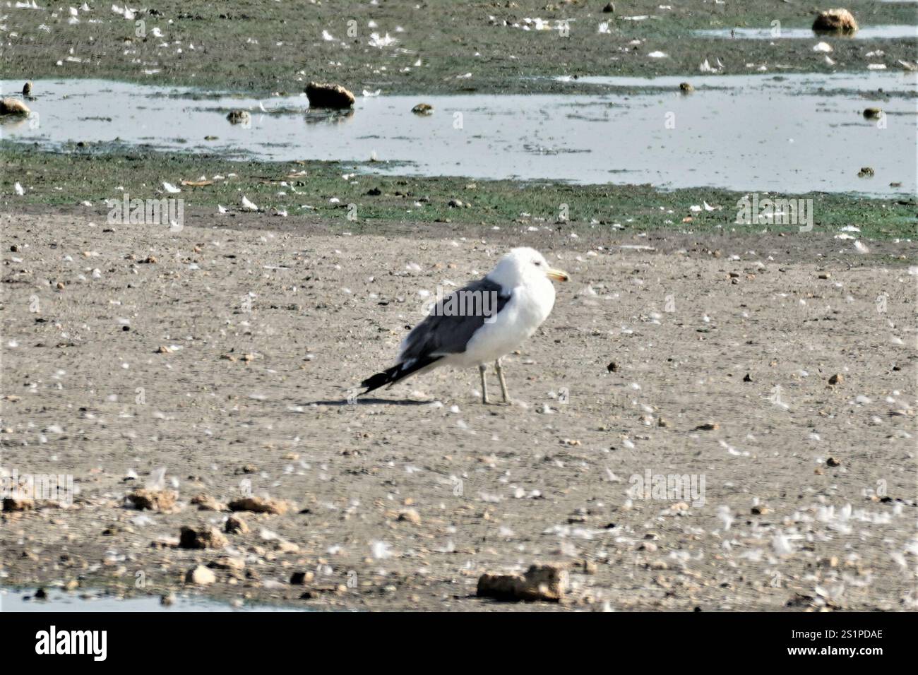 California Gull (Larus californicus Stock Photo - Alamy