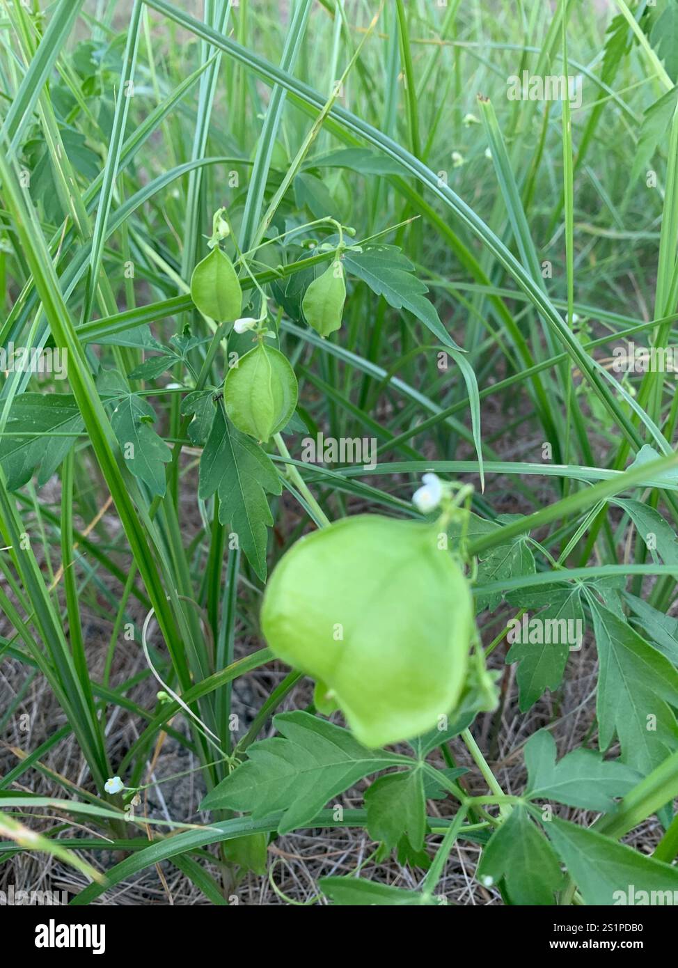 Balloon Vines and Heartseed (Cardiospermum Stock Photo - Alamy
