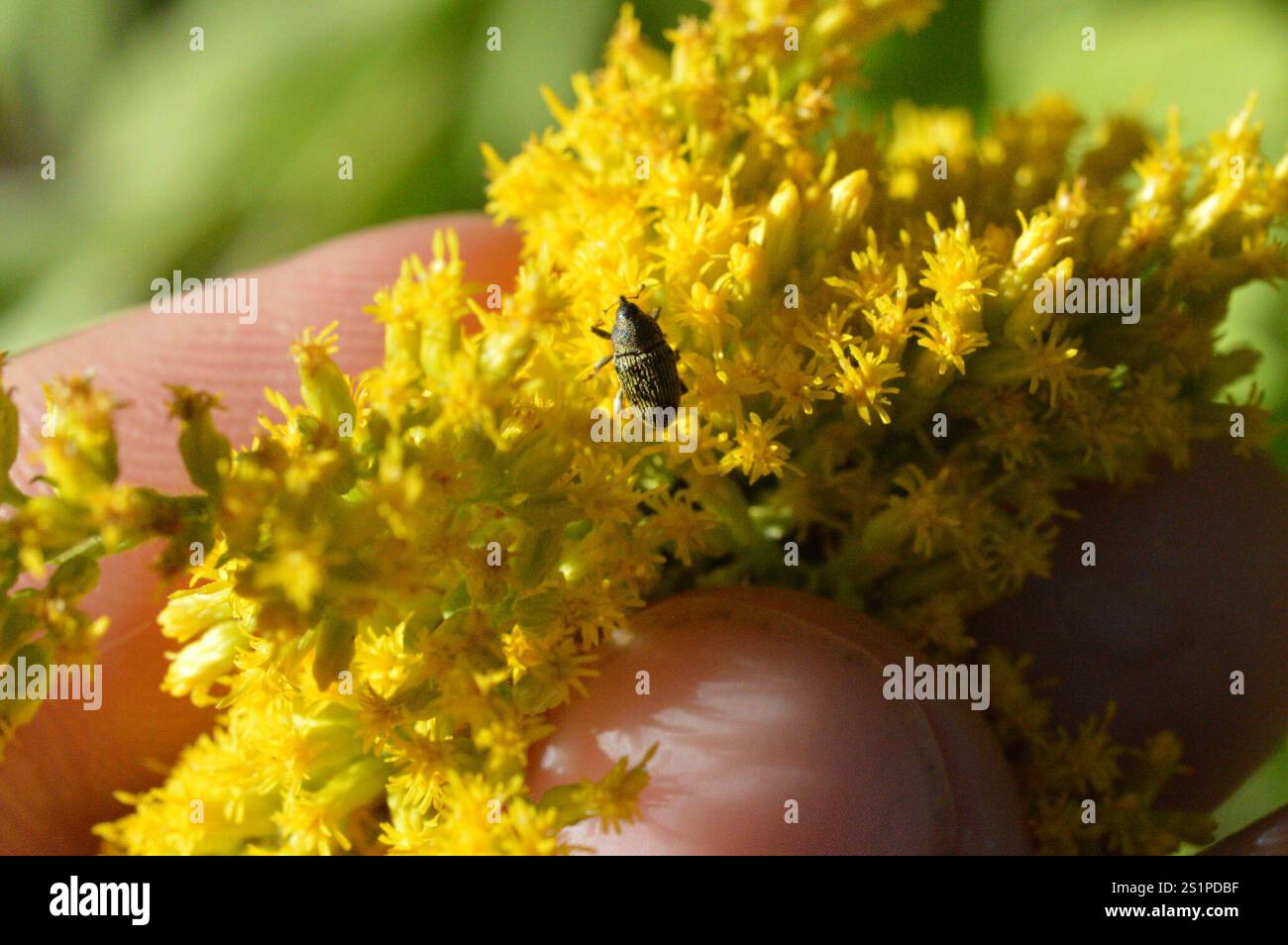 True Weevils (Curculionidae Stock Photo - Alamy