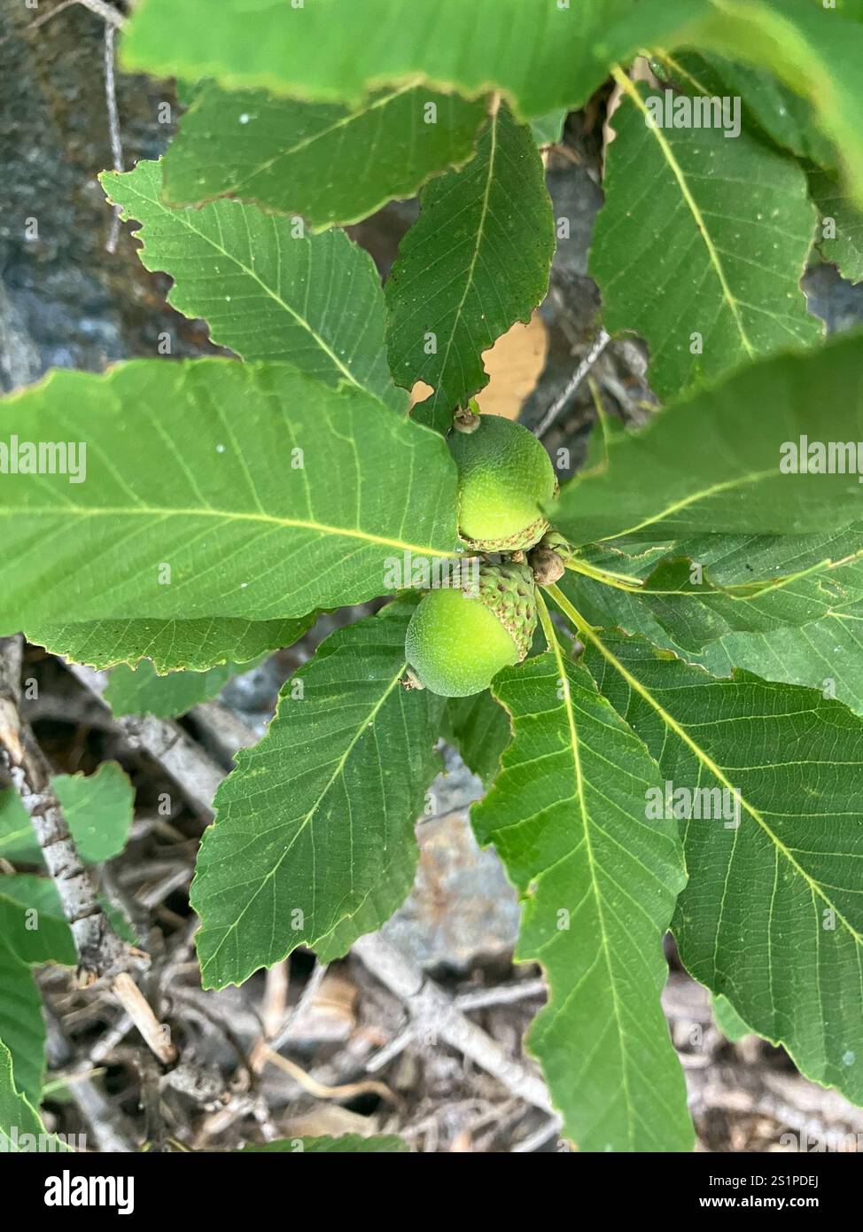 deer oak (Quercus sadleriana Stock Photo - Alamy