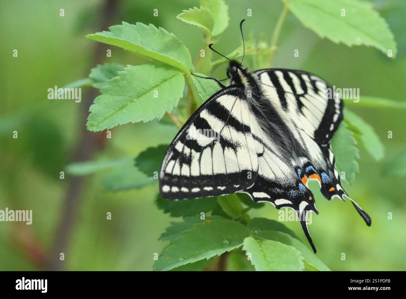 Canadian Tiger Swallowtail (Papilio canadensis Stock Photo - Alamy