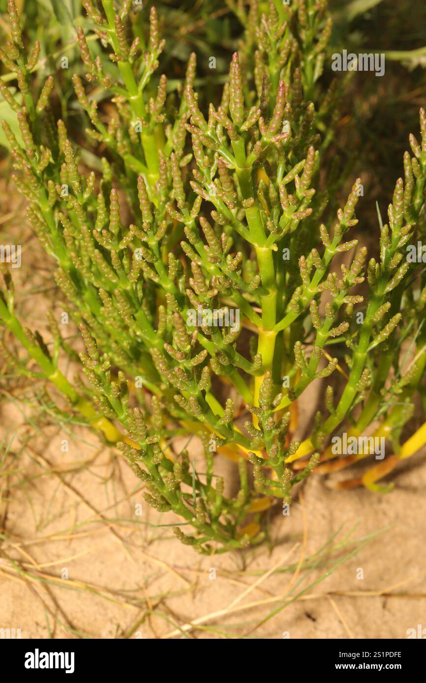 Common Glasswort (Salicornia europaea Stock Photo - Alamy