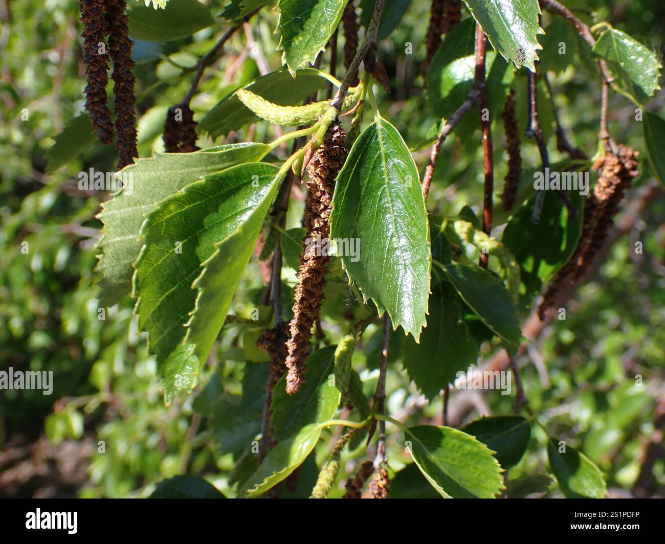 water birch (Betula occidentalis Stock Photo - Alamy