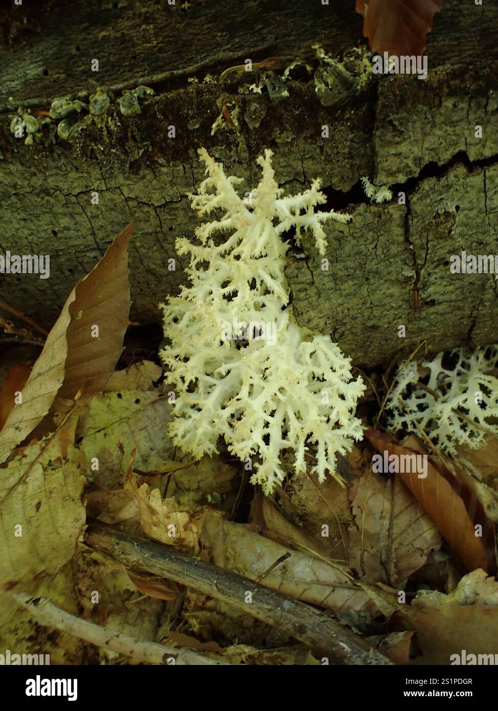 Coral tooth fungus (Hericium coralloides Stock Photo - Alamy