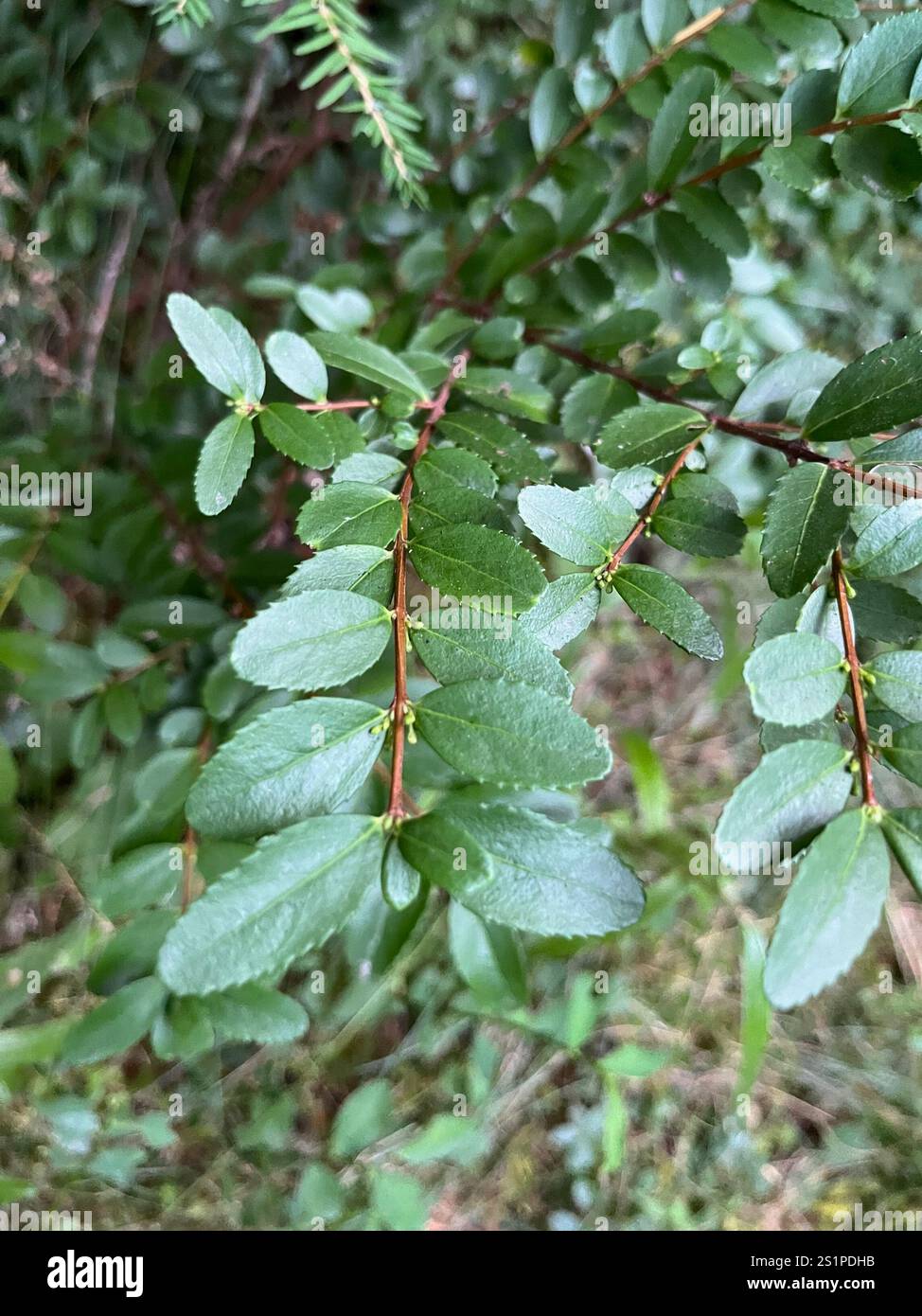 Oregon Boxwood (Paxistima myrsinites Stock Photo - Alamy