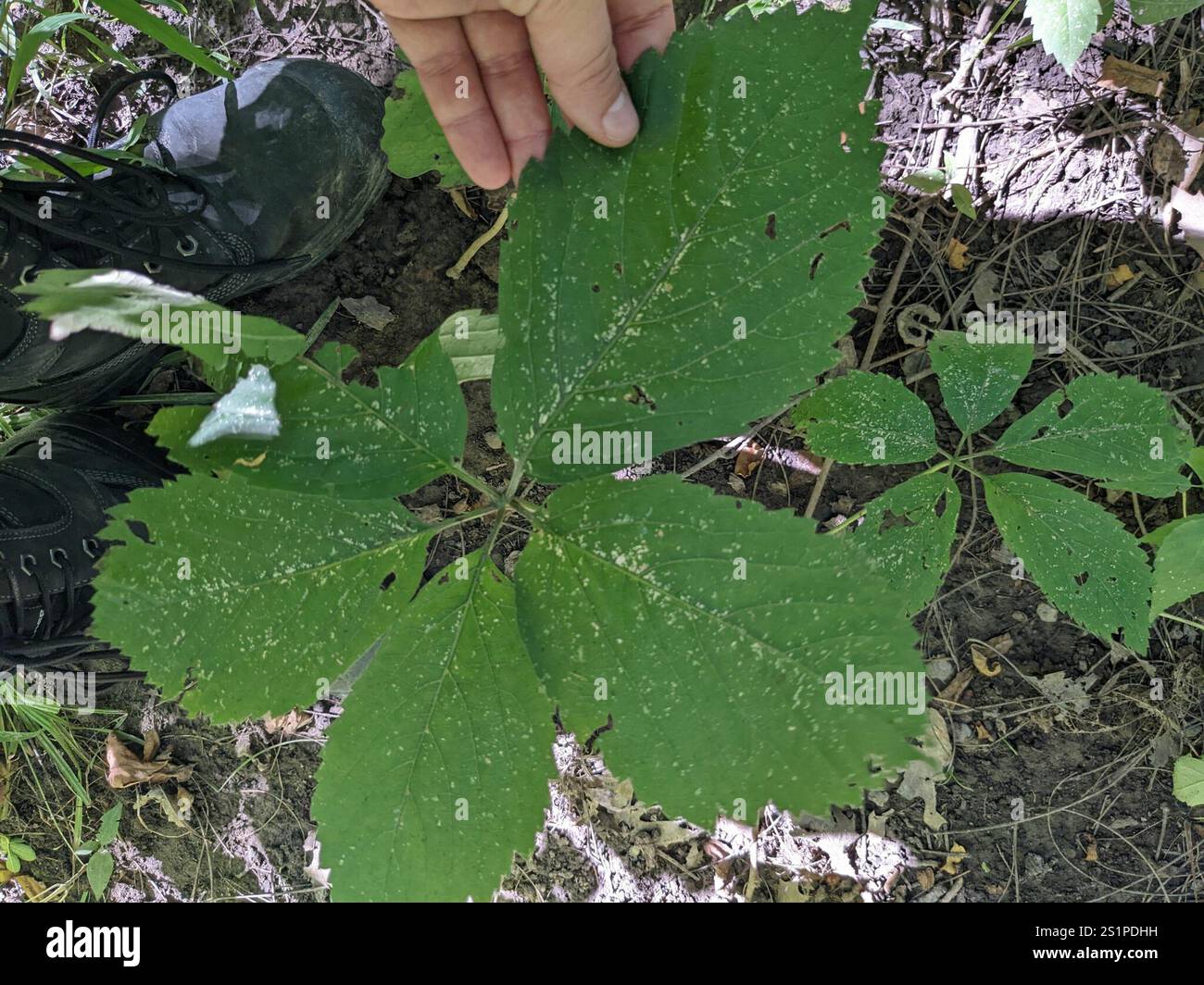 thicket creeper (Parthenocissus inserta Stock Photo - Alamy