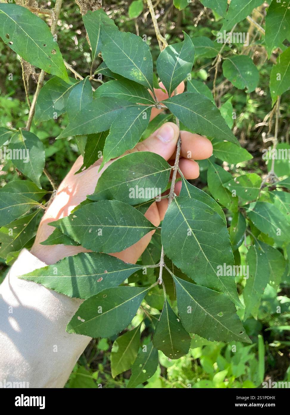 eastern swamp privet (Forestiera acuminata Stock Photo - Alamy