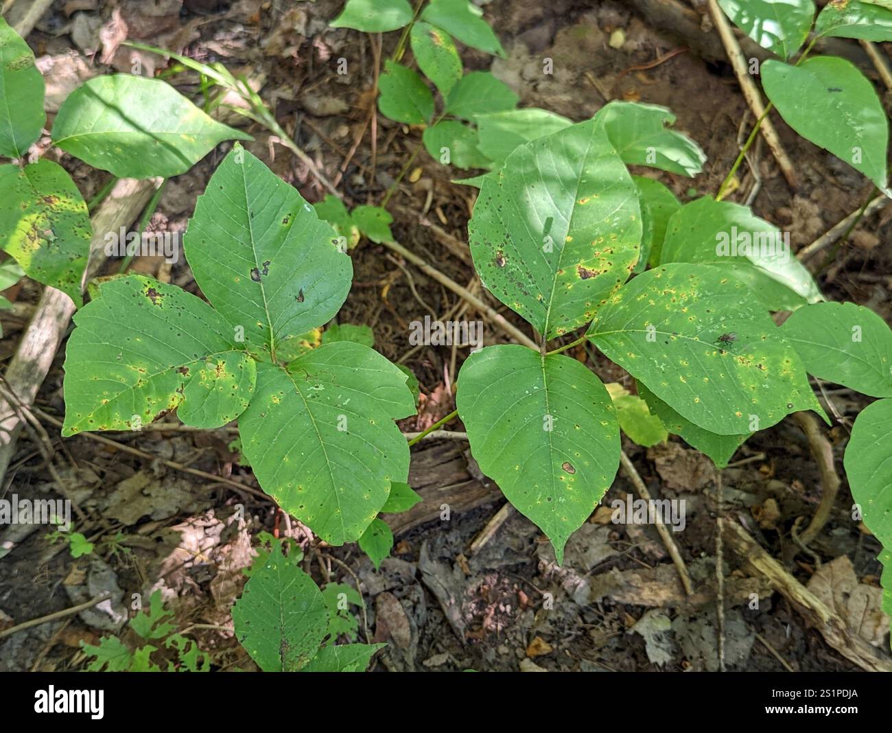western poison ivy (Toxicodendron rydbergii Stock Photo - Alamy