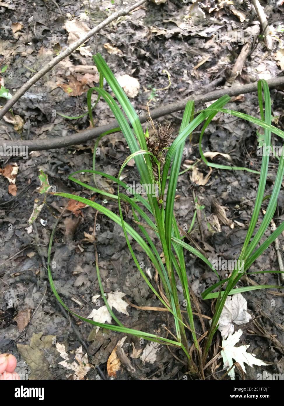 hop sedge (Carex lupulina Stock Photo - Alamy