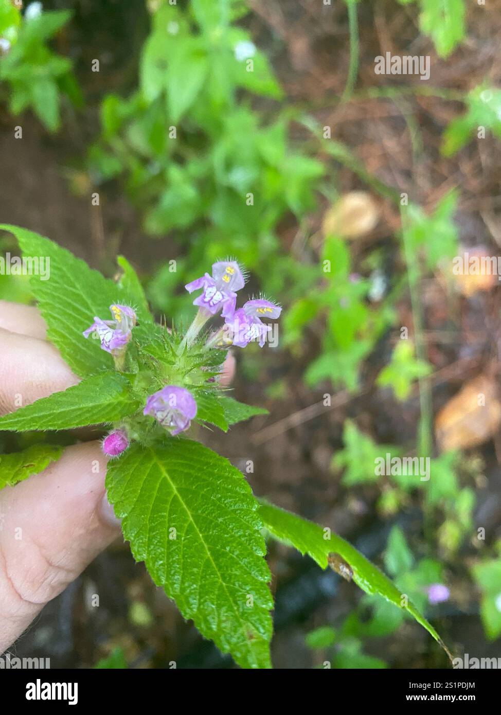 Common hemp-nettle (Galeopsis tetrahit Stock Photo - Alamy