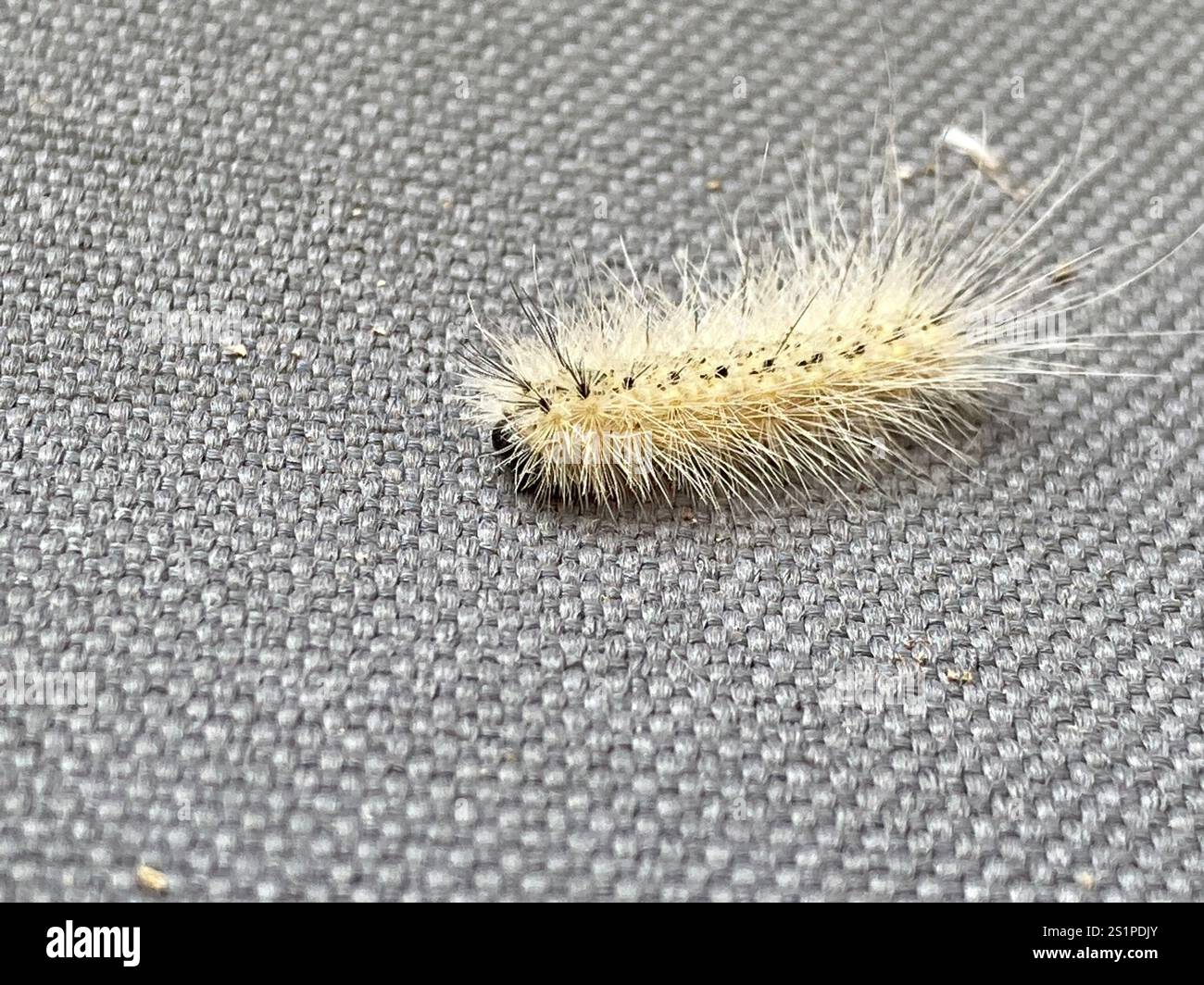 Fall Webworm Moth (Hyphantria cunea Stock Photo - Alamy