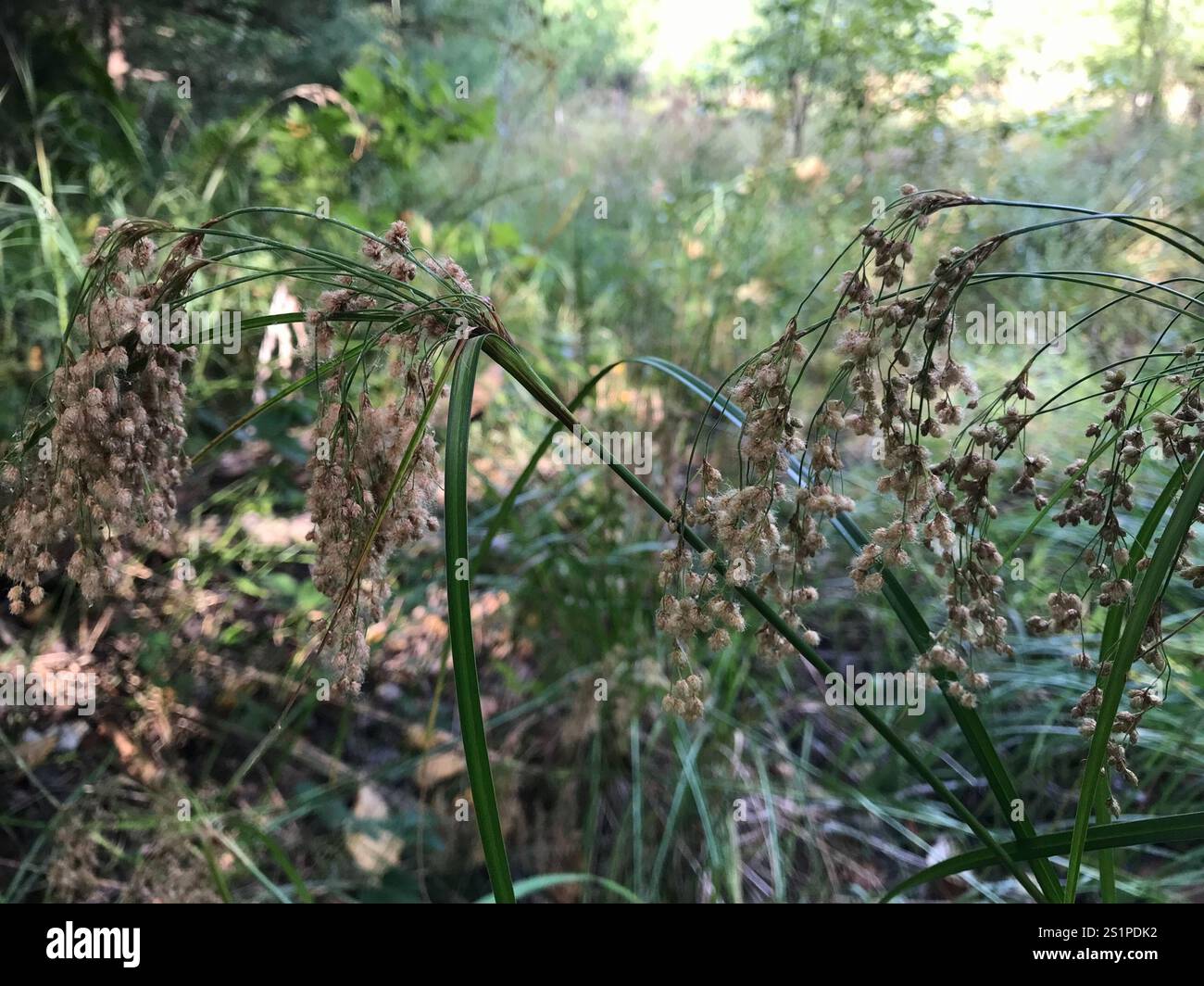 woolgrass (Scirpus cyperinus Stock Photo - Alamy