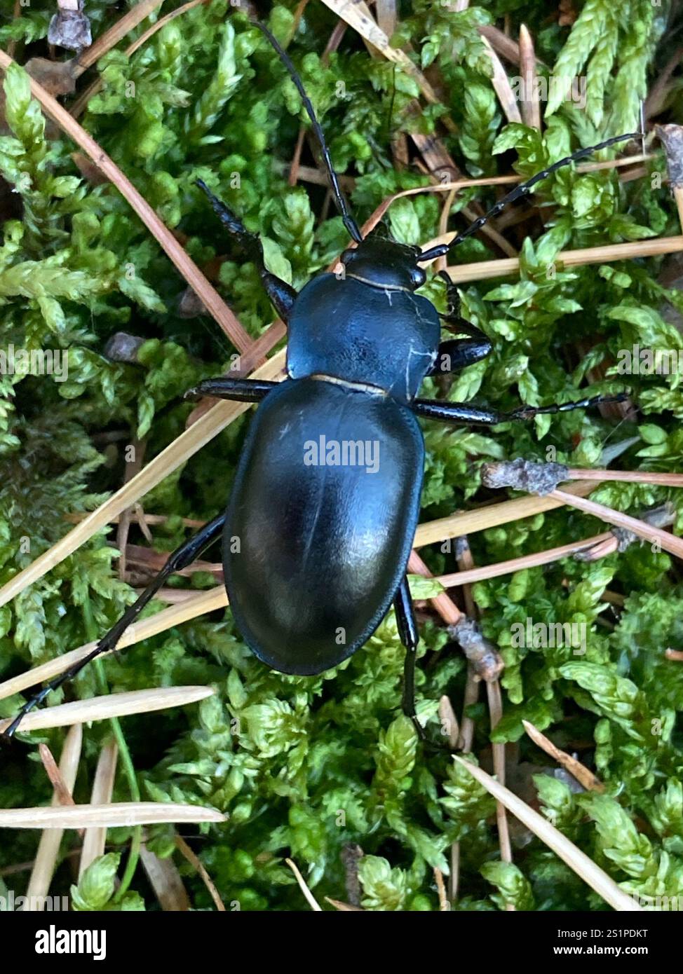 smooth ground beetle (Carabus glabratus Stock Photo - Alamy