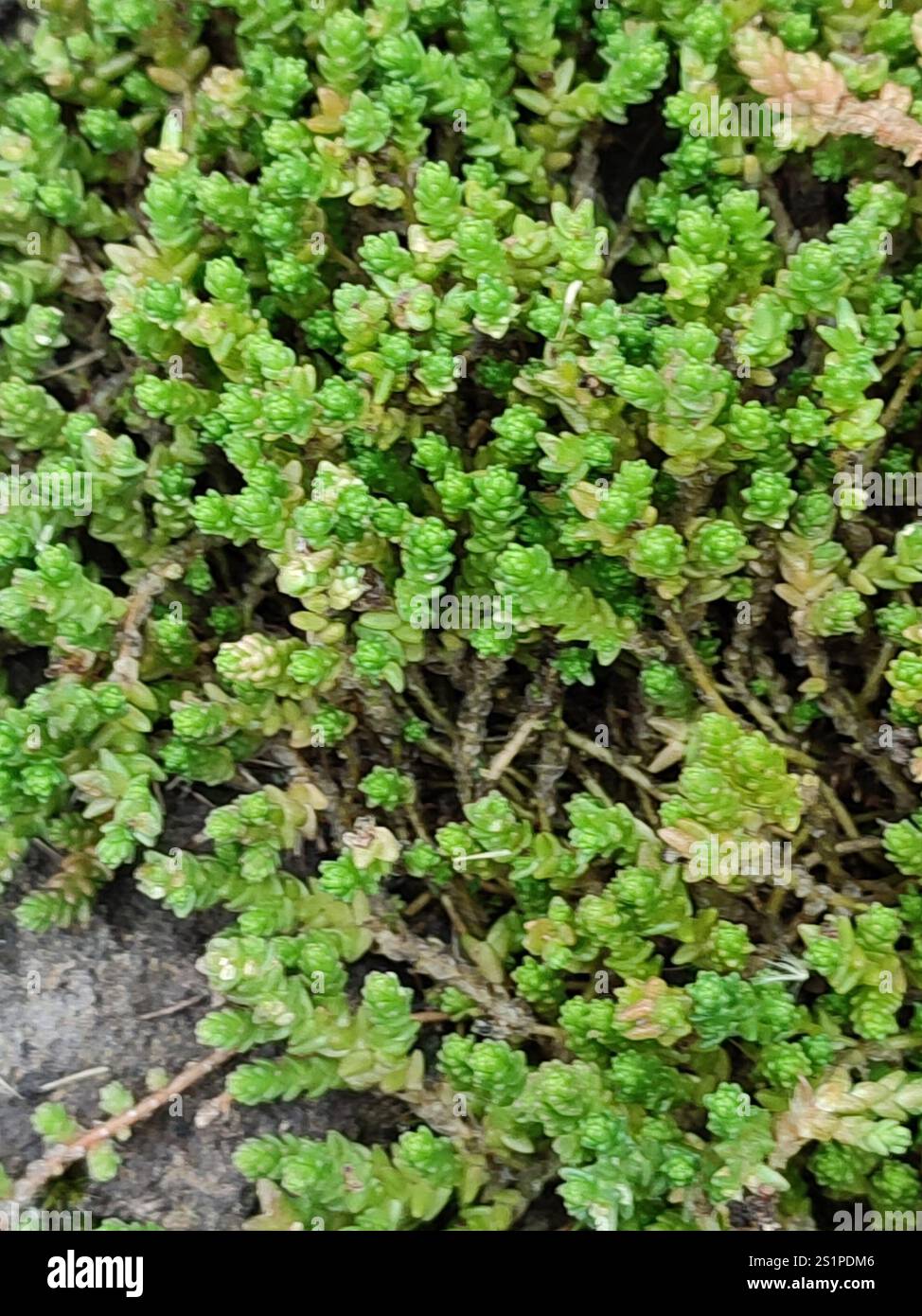 Biting Stonecrop (Sedum acre Stock Photo - Alamy