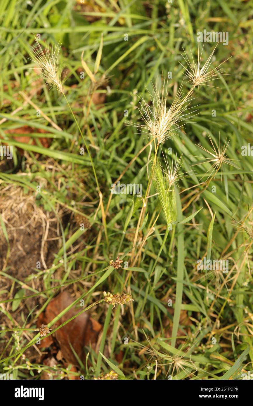 Foxtail Barley (Hordeum jubatum Stock Photo - Alamy