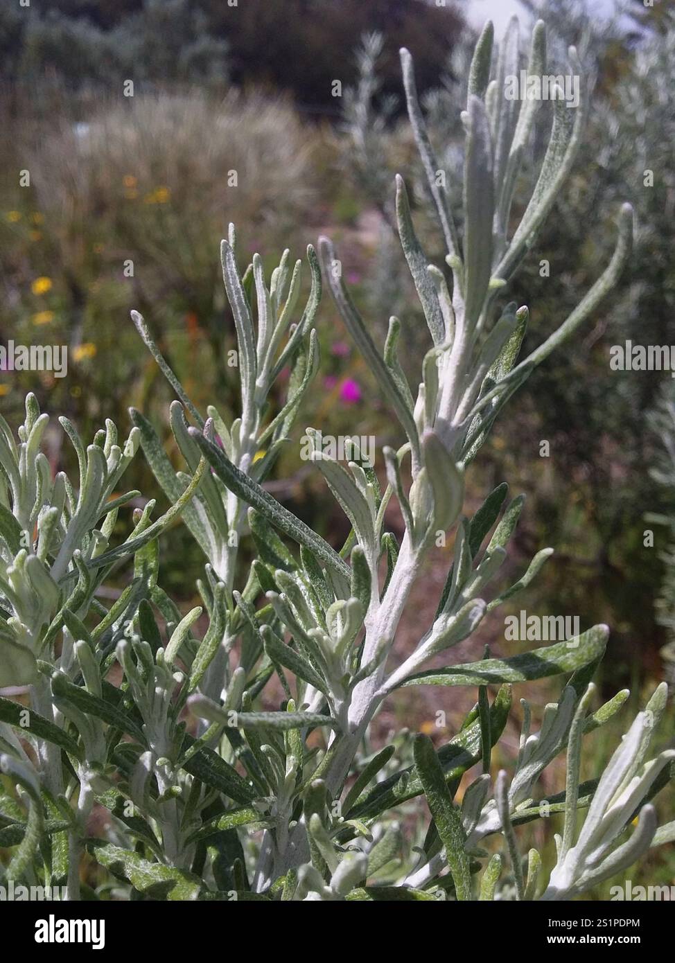 Coastal Daisy-Bush (Olearia axillaris Stock Photo - Alamy