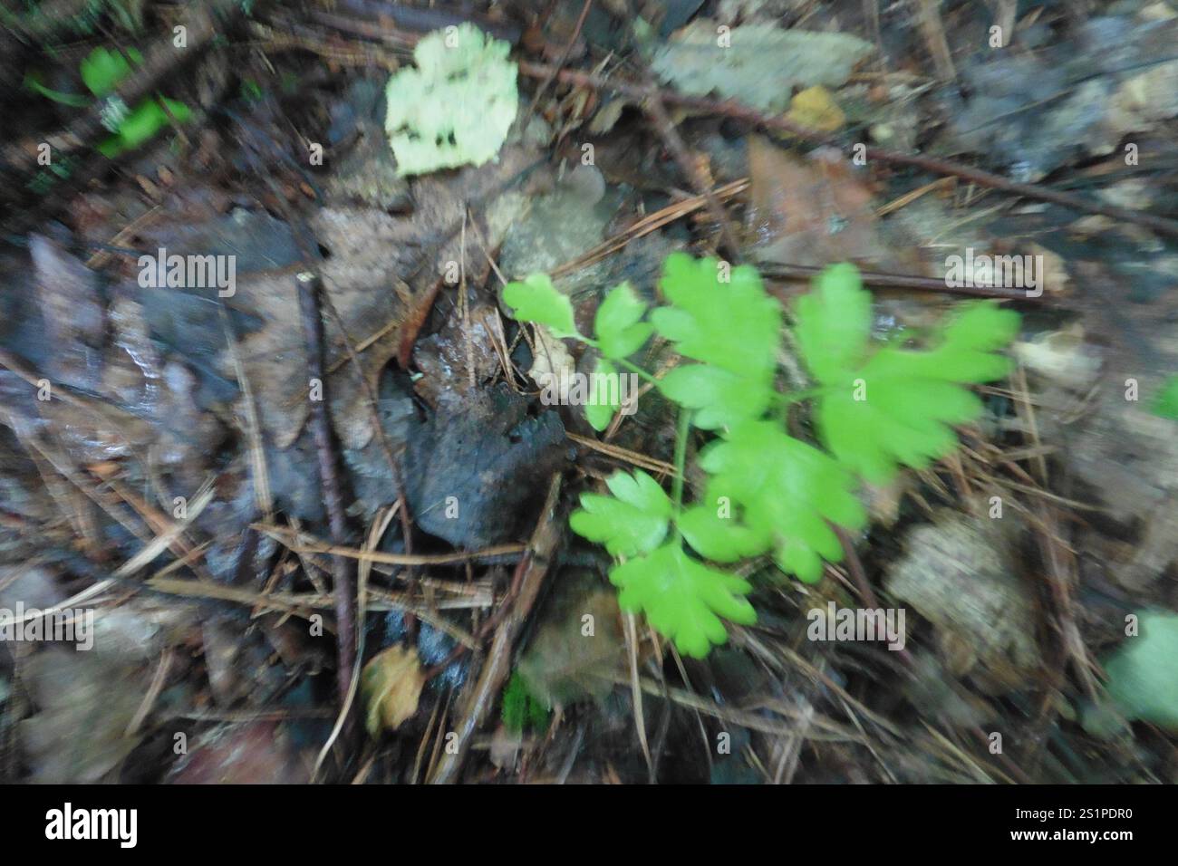 Moschatel (Adoxa moschatellina Stock Photo - Alamy
