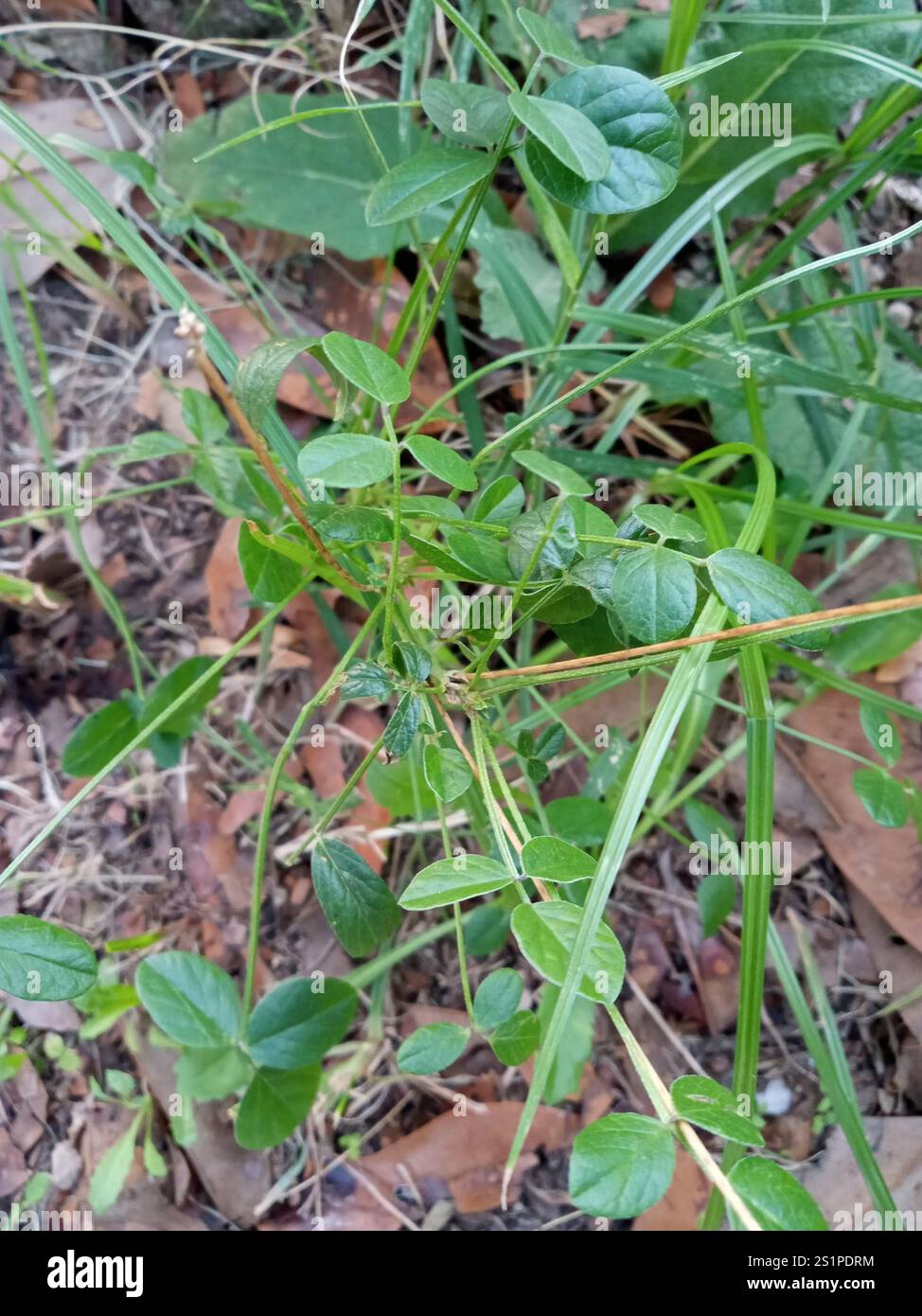 arabian pea (Bituminaria bituminosa Stock Photo - Alamy