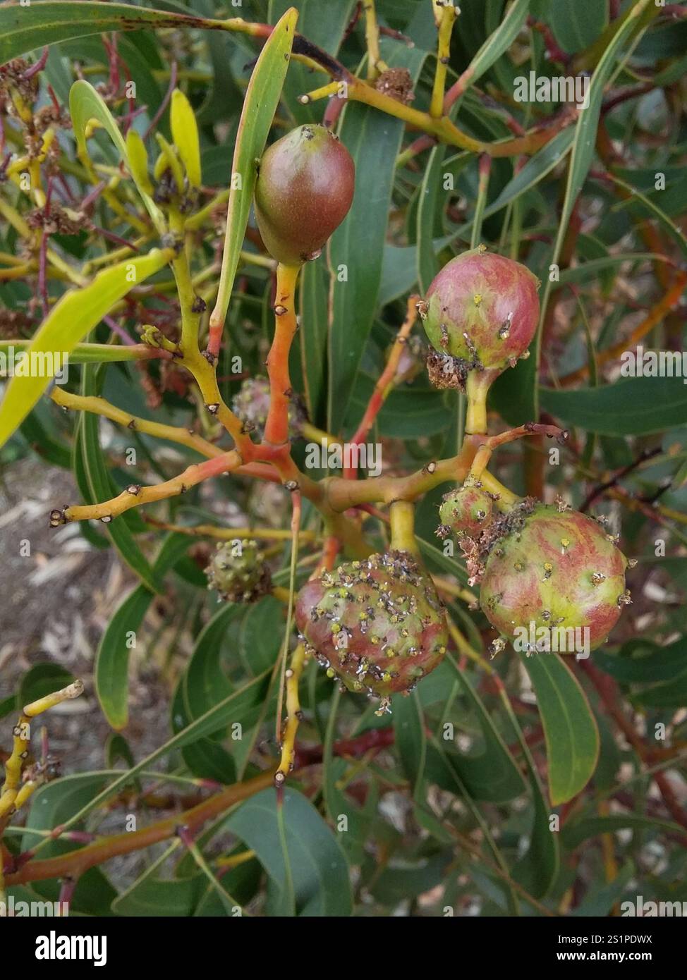 Golden Wattle Gall Wasp (Trichilogaster signiventris Stock Photo - Alamy