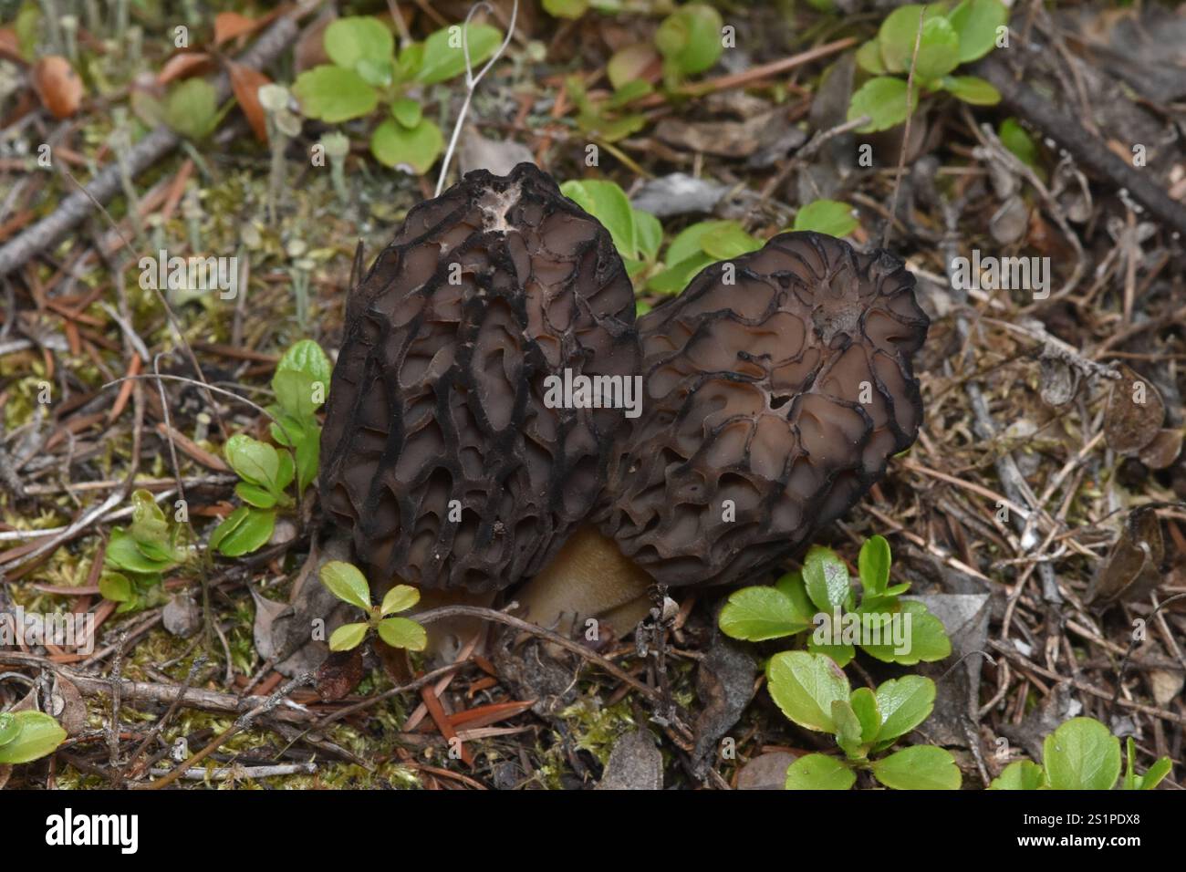 true morels (Morchella Stock Photo - Alamy