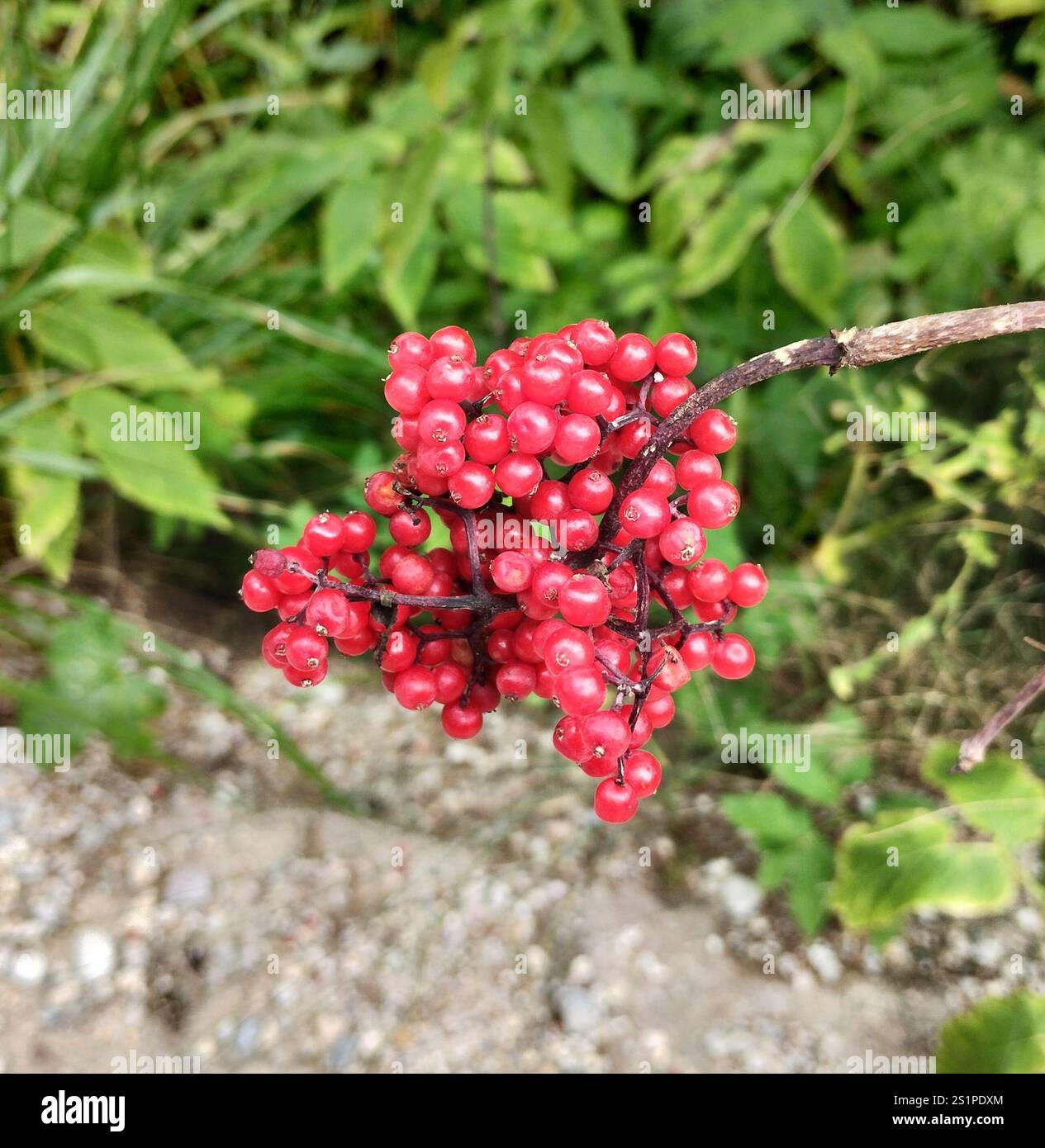red-berried elder (Sambucus racemosa Stock Photo - Alamy
