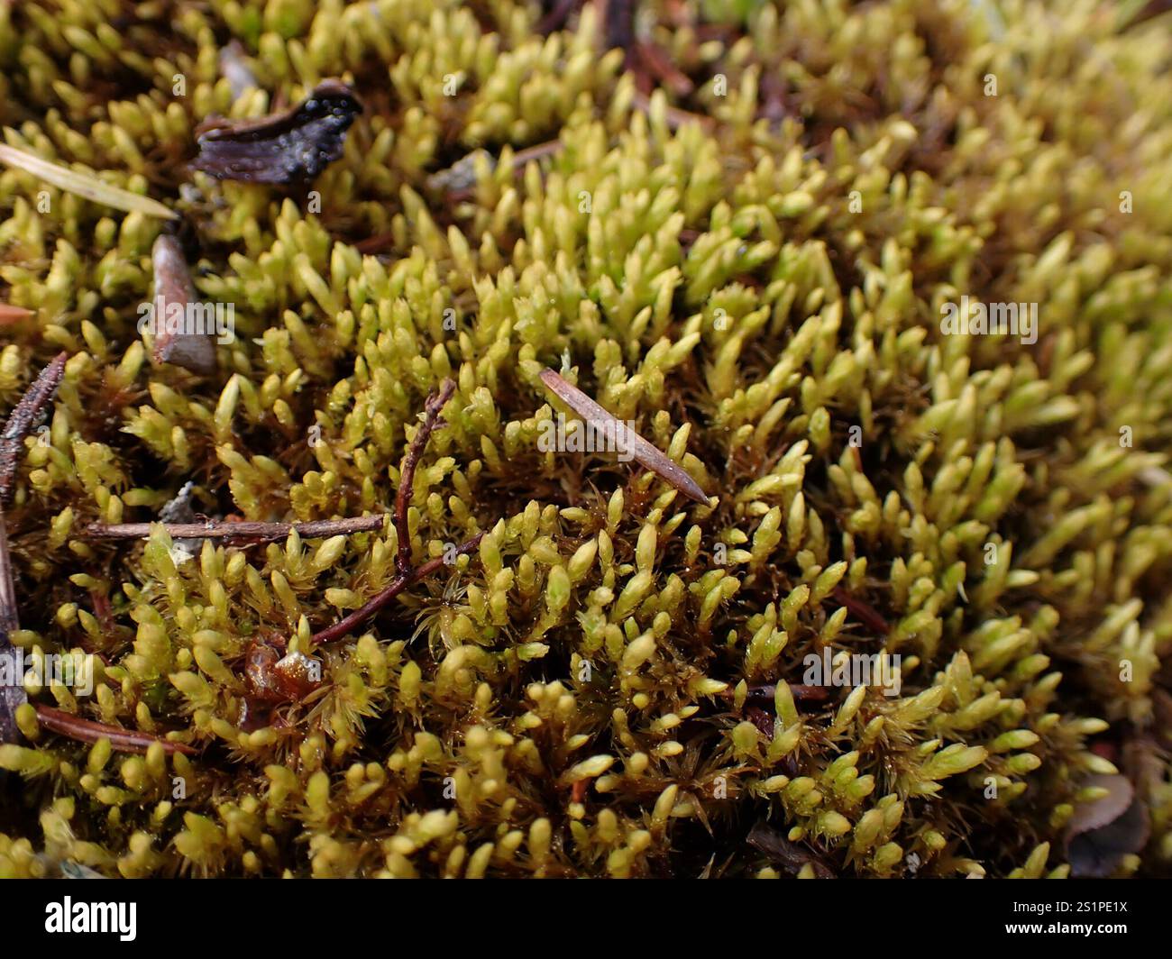 ribbed bog moss (Aulacomnium palustre Stock Photo - Alamy
