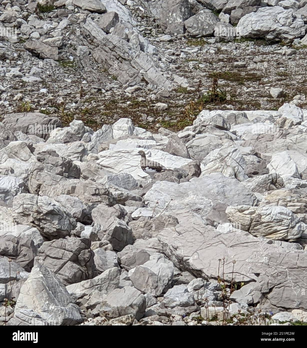 Rock Ptarmigan (Lagopus muta Stock Photo - Alamy