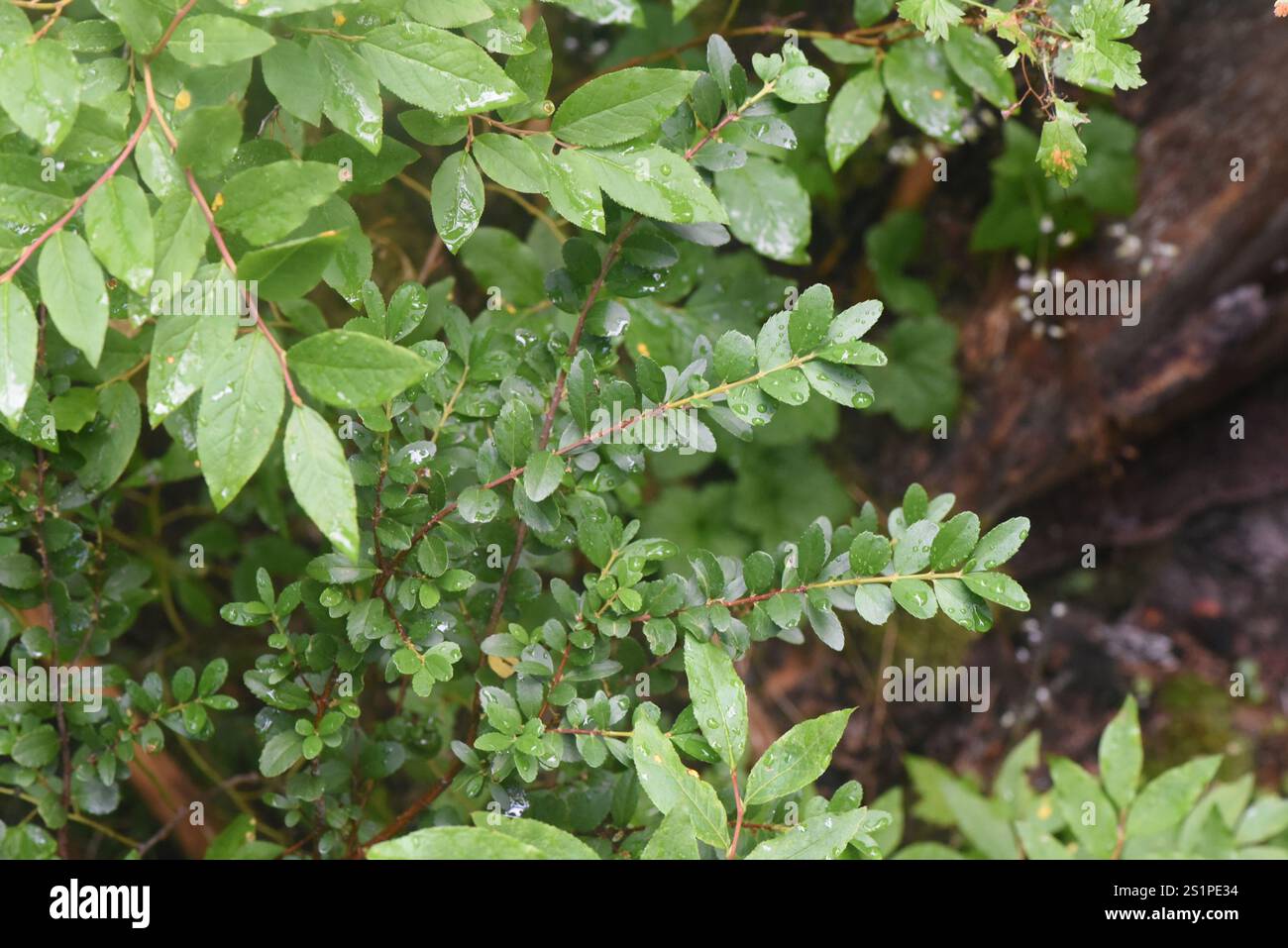 Oregon Boxwood (Paxistima myrsinites Stock Photo - Alamy