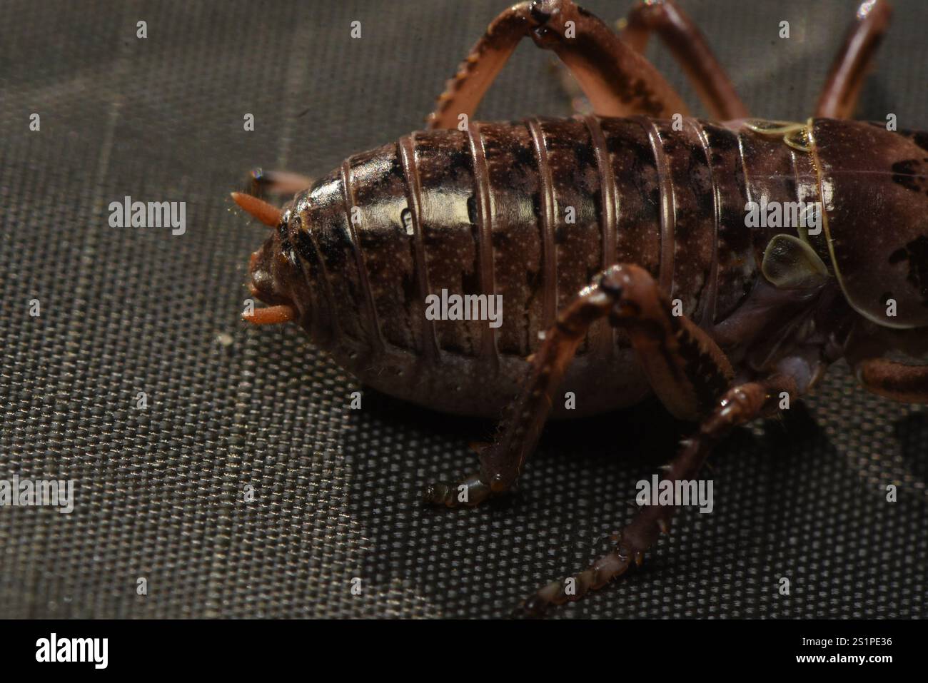 Great Grig (Cyphoderris monstrosa Stock Photo - Alamy