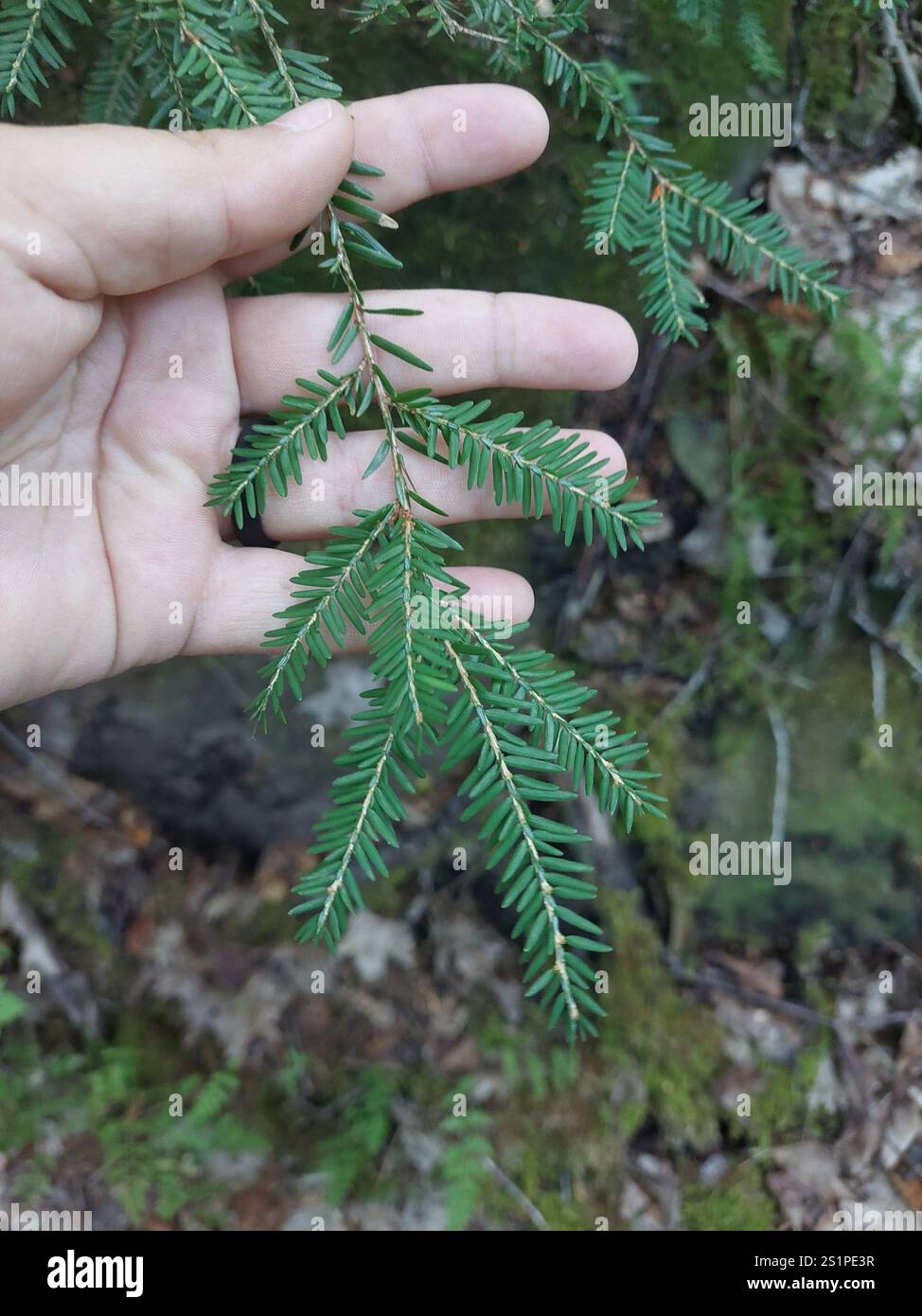 eastern hemlock (Tsuga canadensis Stock Photo - Alamy