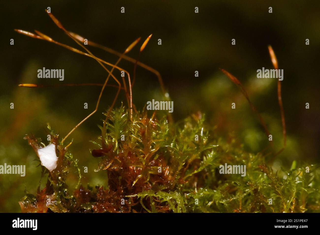 Geniculate Four-tooth Moss (Tetraphis geniculata Stock Photo - Alamy